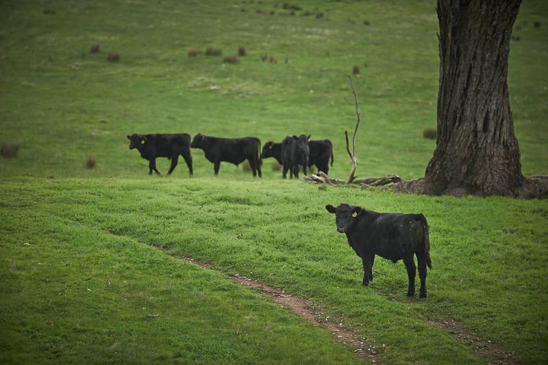 Resources - Melrina Meats