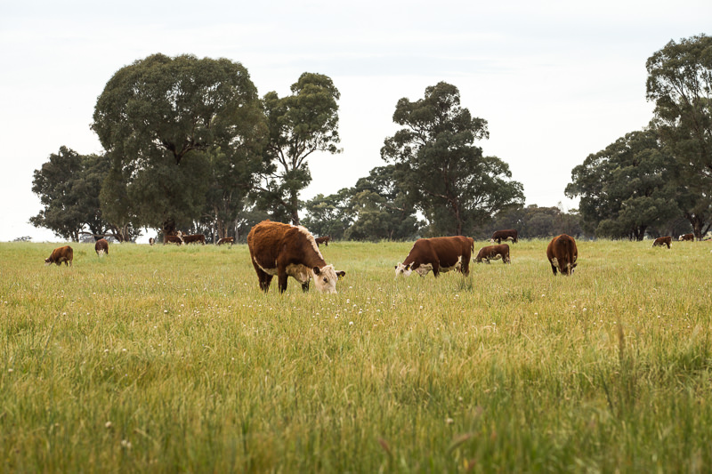 Teys_Landscape_wantabadgery_2013-0512 - Melrina Meats