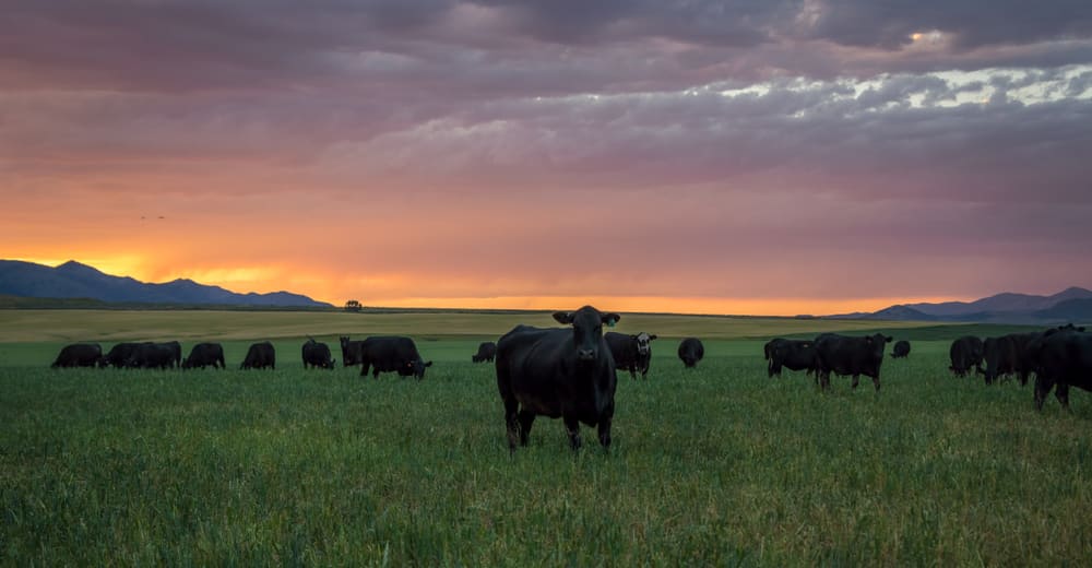 red meat-beef-melrina - Melrina Meats