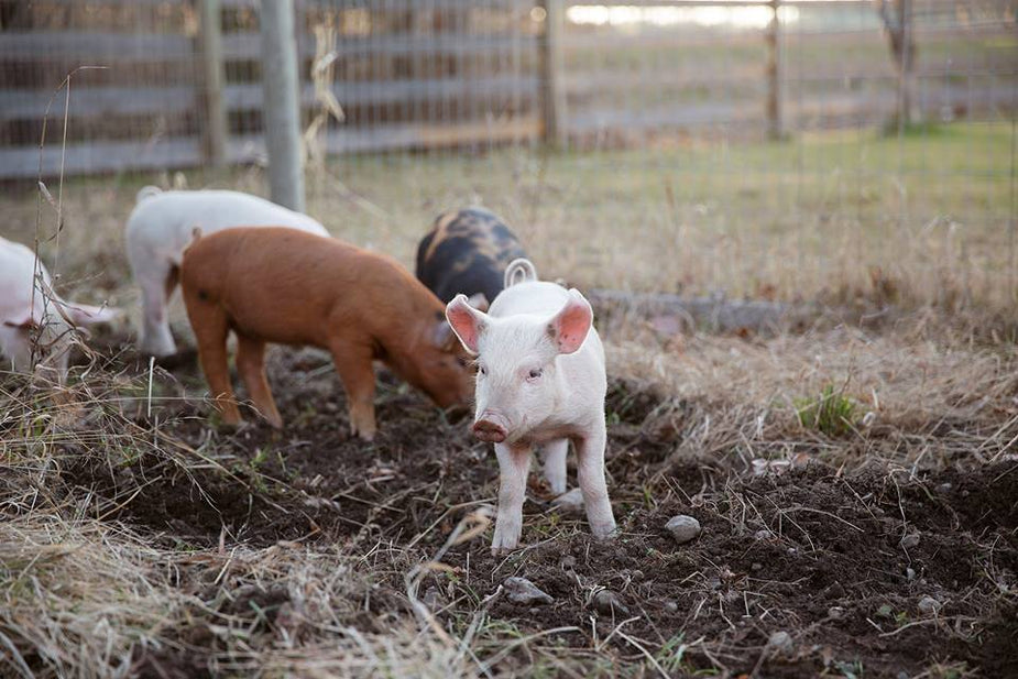 The Journey of Organic Meat, From Farm to Table | Melrina Wholesale ...