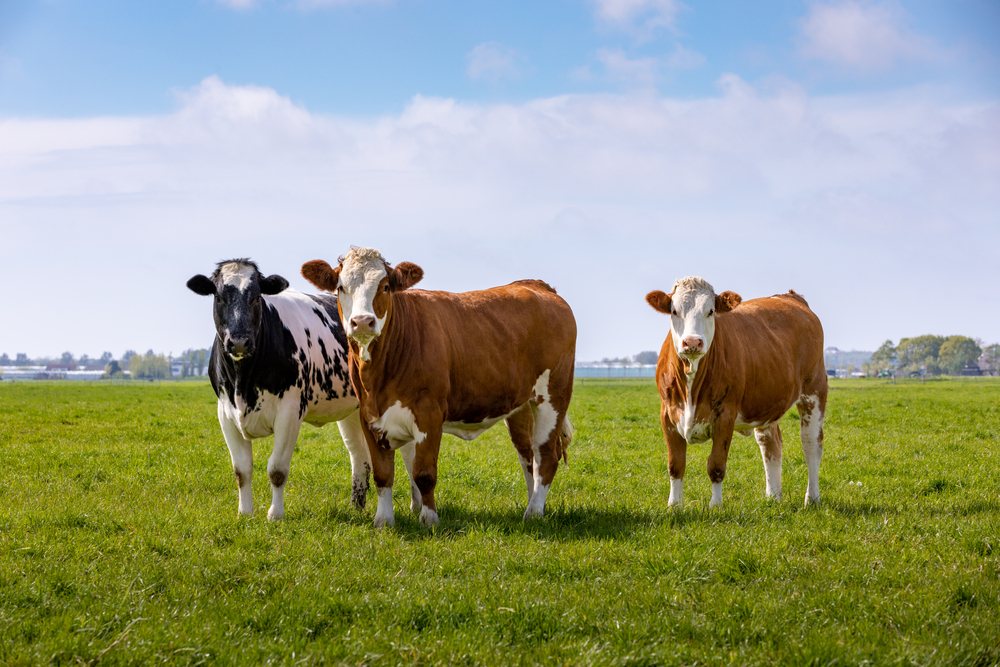 Bulk Meat Queensland | Melrina Wholesale Meats