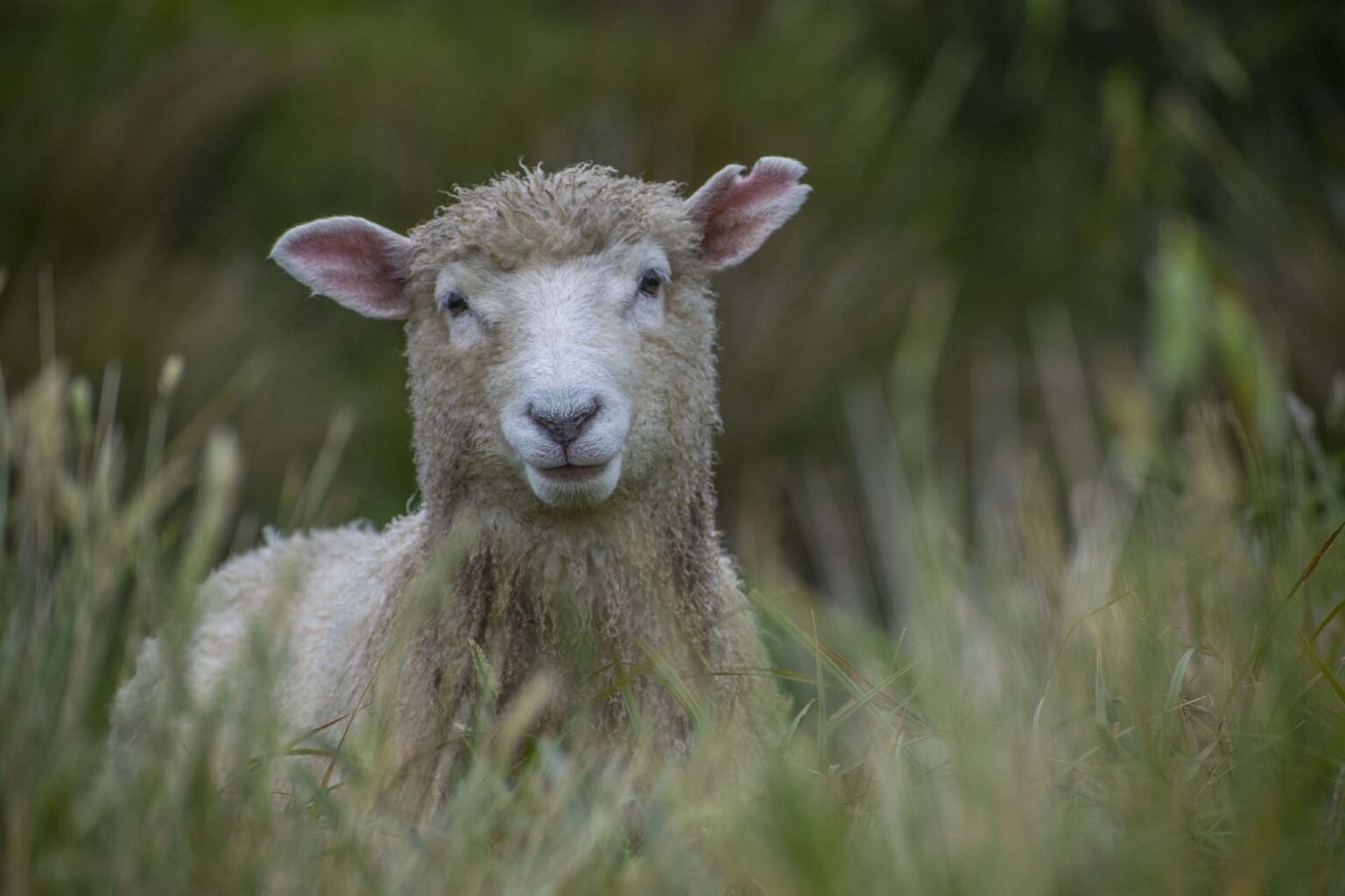 Sustainable Farming Practices: Nurturing Livestock And The Environment ...