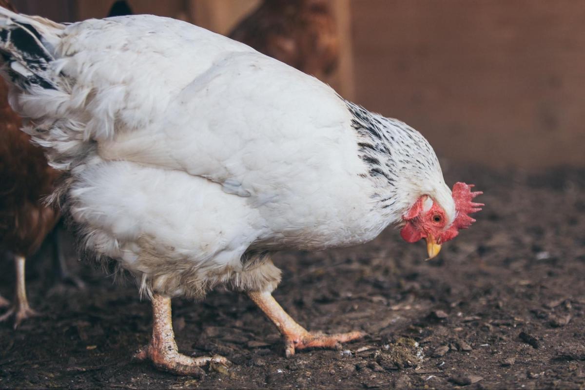Decoding Meat Labelling And Certifications | Melrina Meats